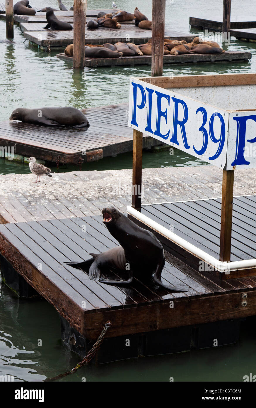 Pier 39 san francisco seals hi-res stock photography and images - Alamy