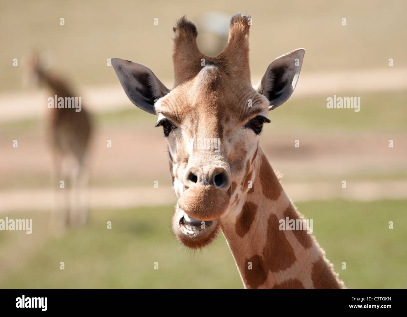 african giraffe in natural environment up close Stock Photo - Alamy