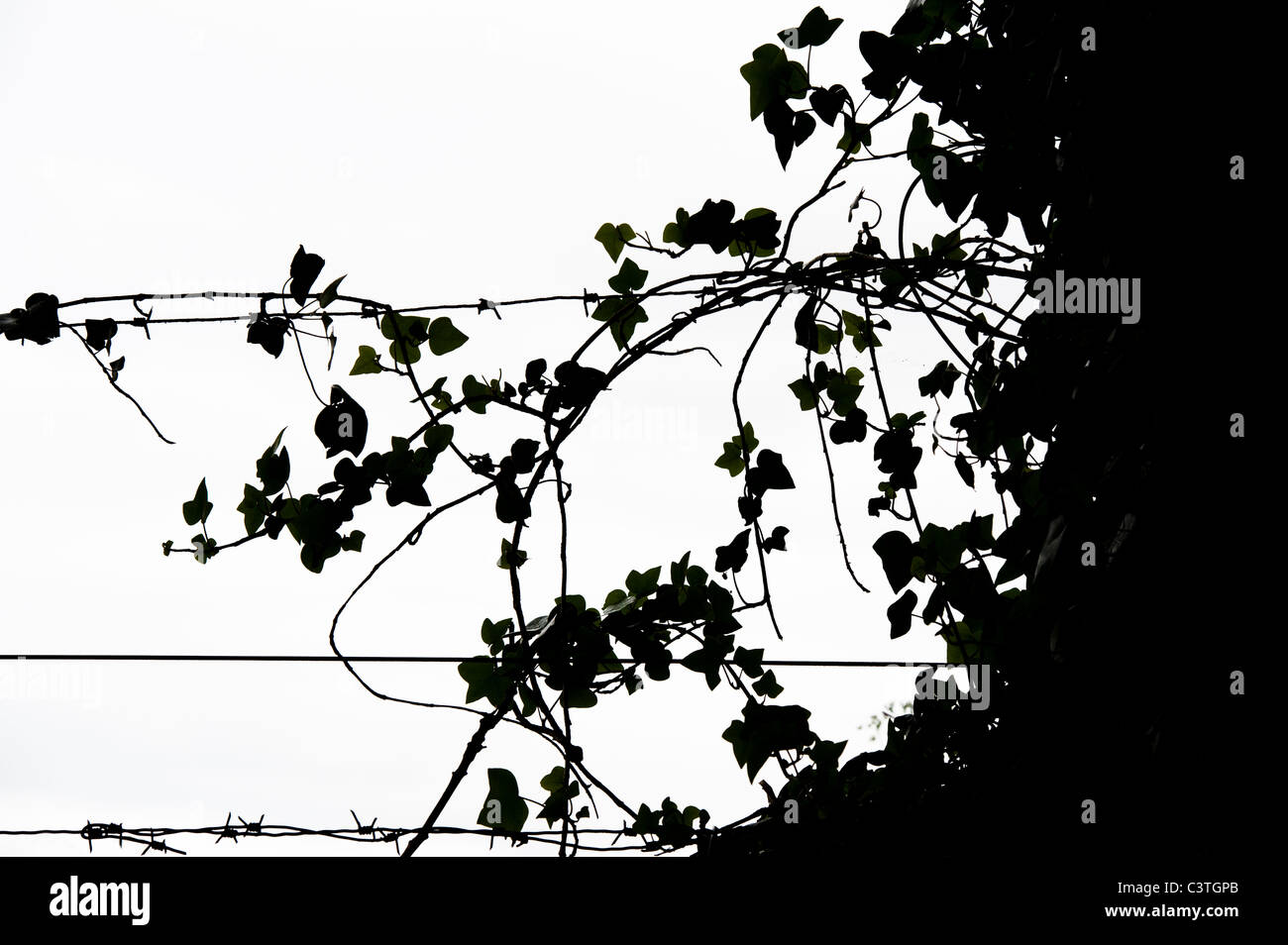 Trailing ivy back light hi-res stock photography and images - Alamy