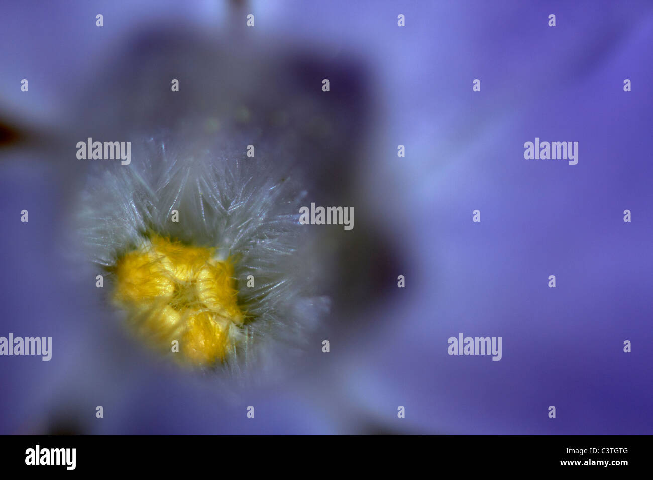 Yellow inside the flower hi-res stock photography and images - Alamy