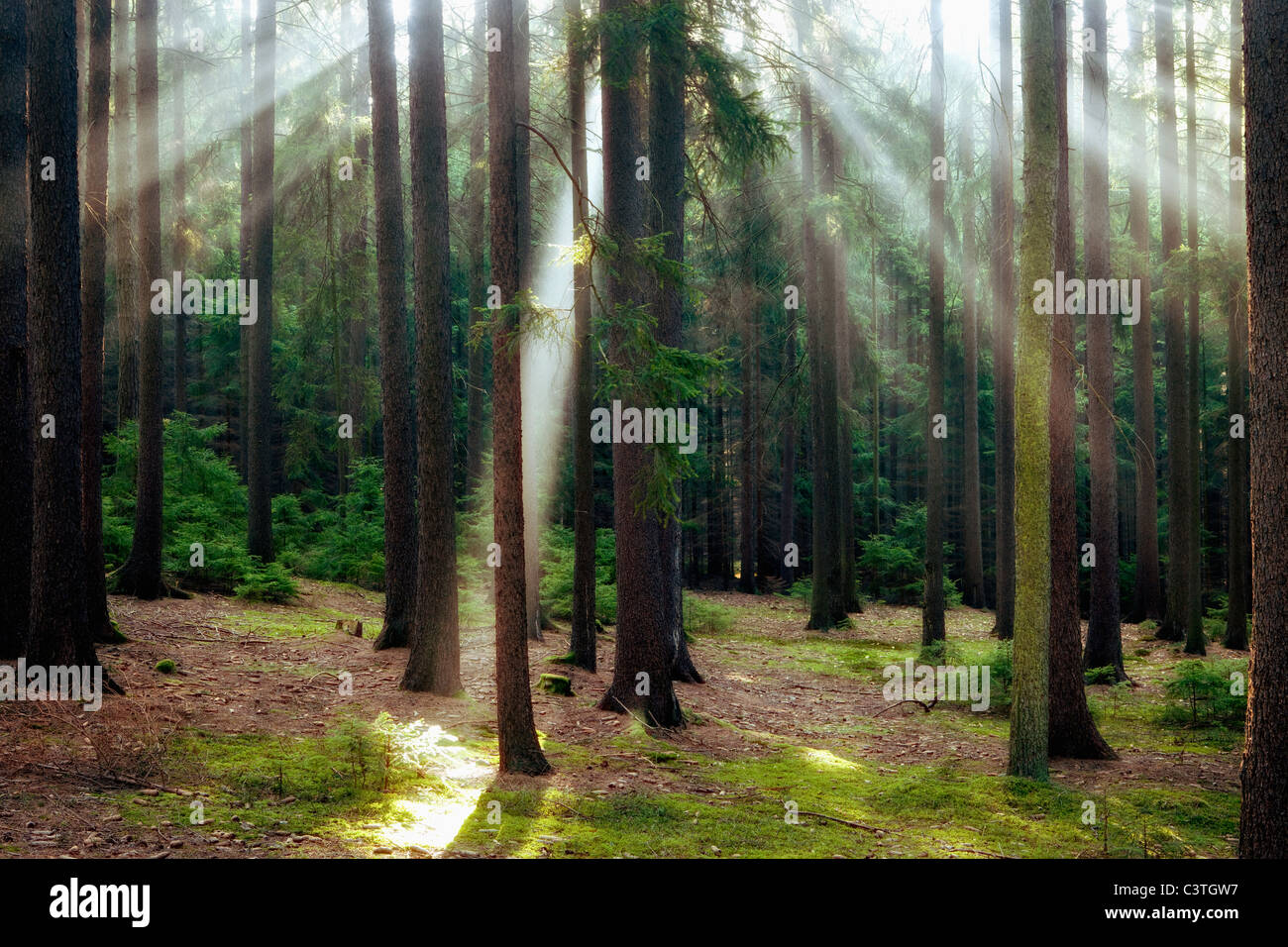 Rays light shining through forest hi-res stock photography and images ...
