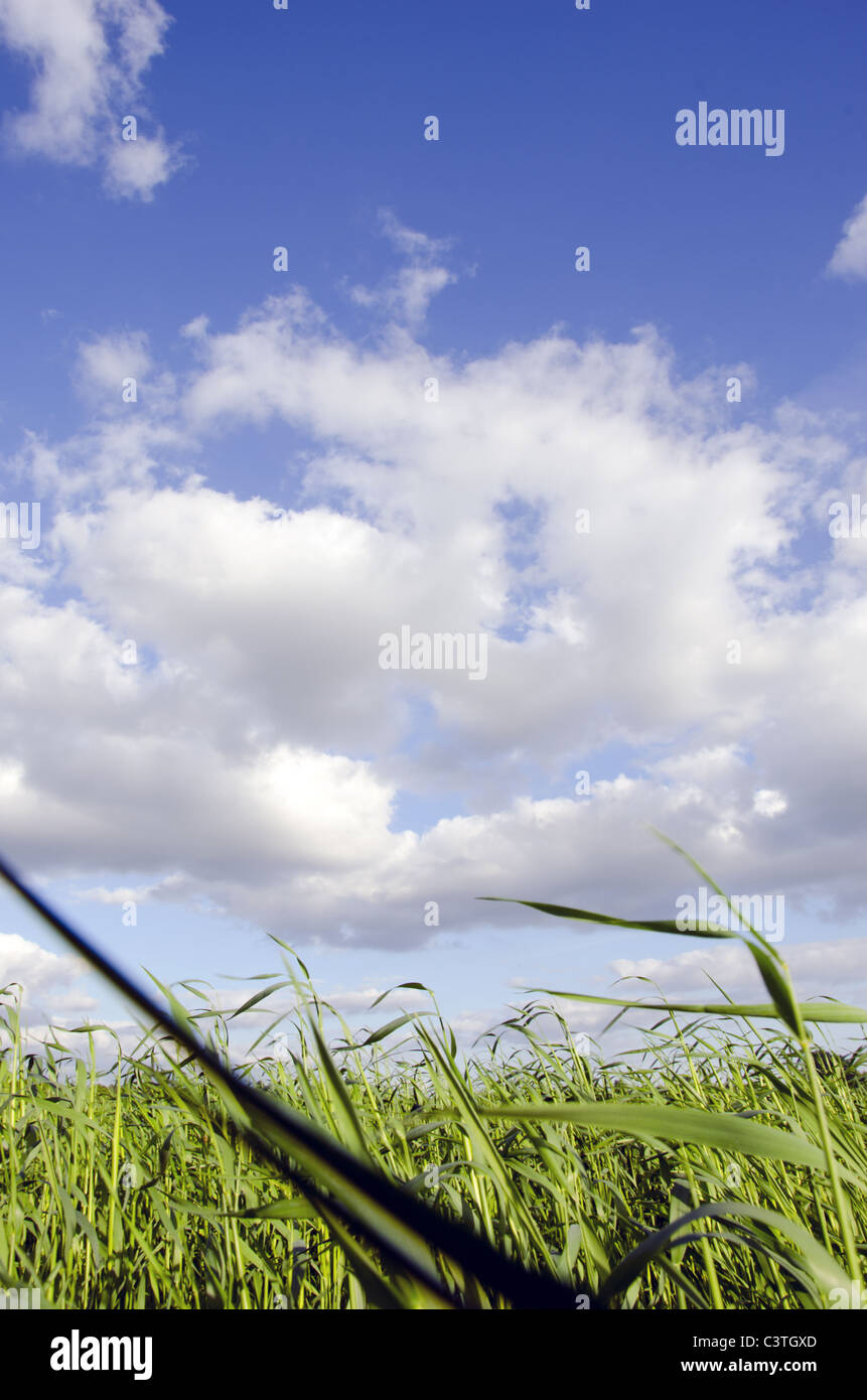 sky clouds and green spring rye background Stock Photo - Alamy