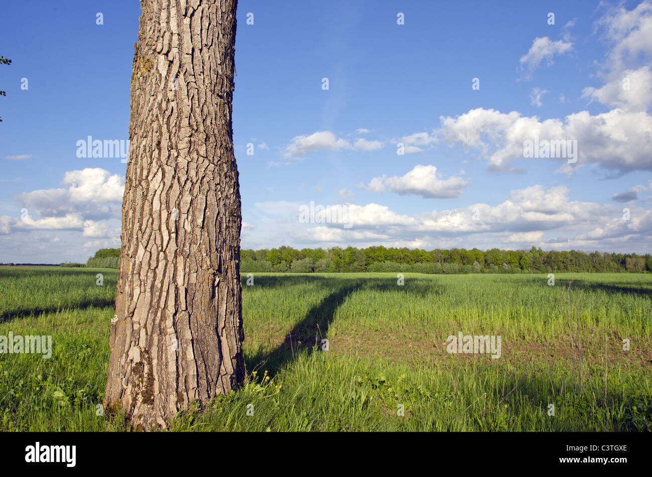 summer landscape with tree and field Stock Photo - Alamy