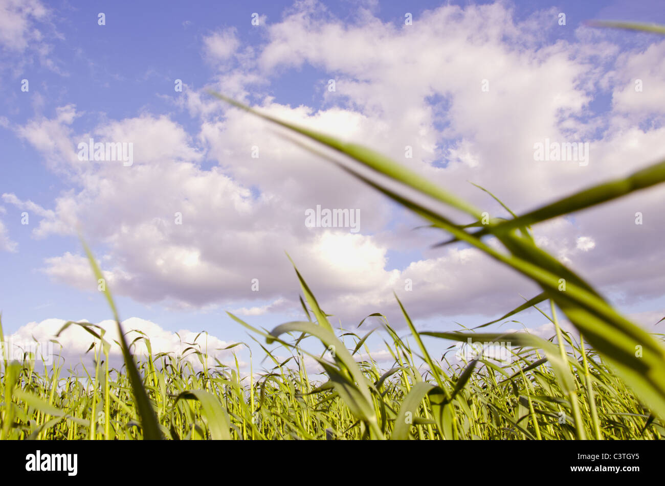 sky clouds and green spring rye background Stock Photo - Alamy