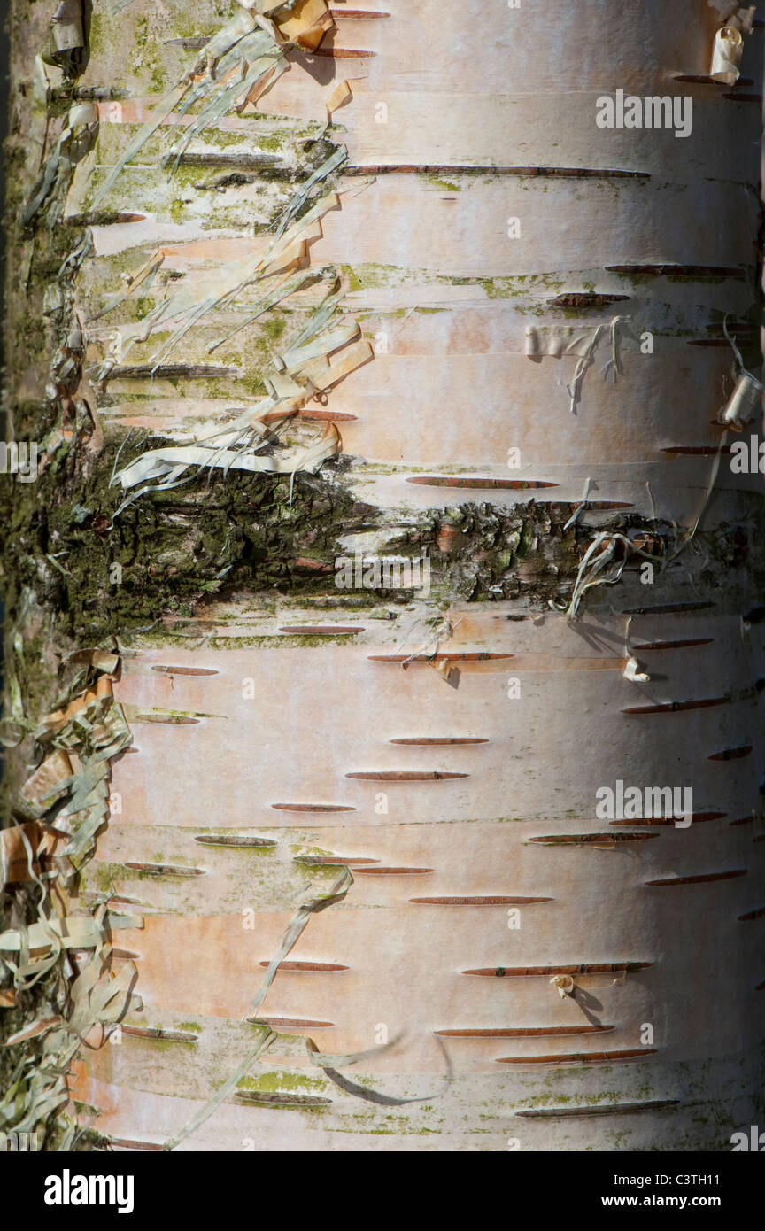 Bark on trunk of a Silver Birch tree in upland wood. Betula pendula ...