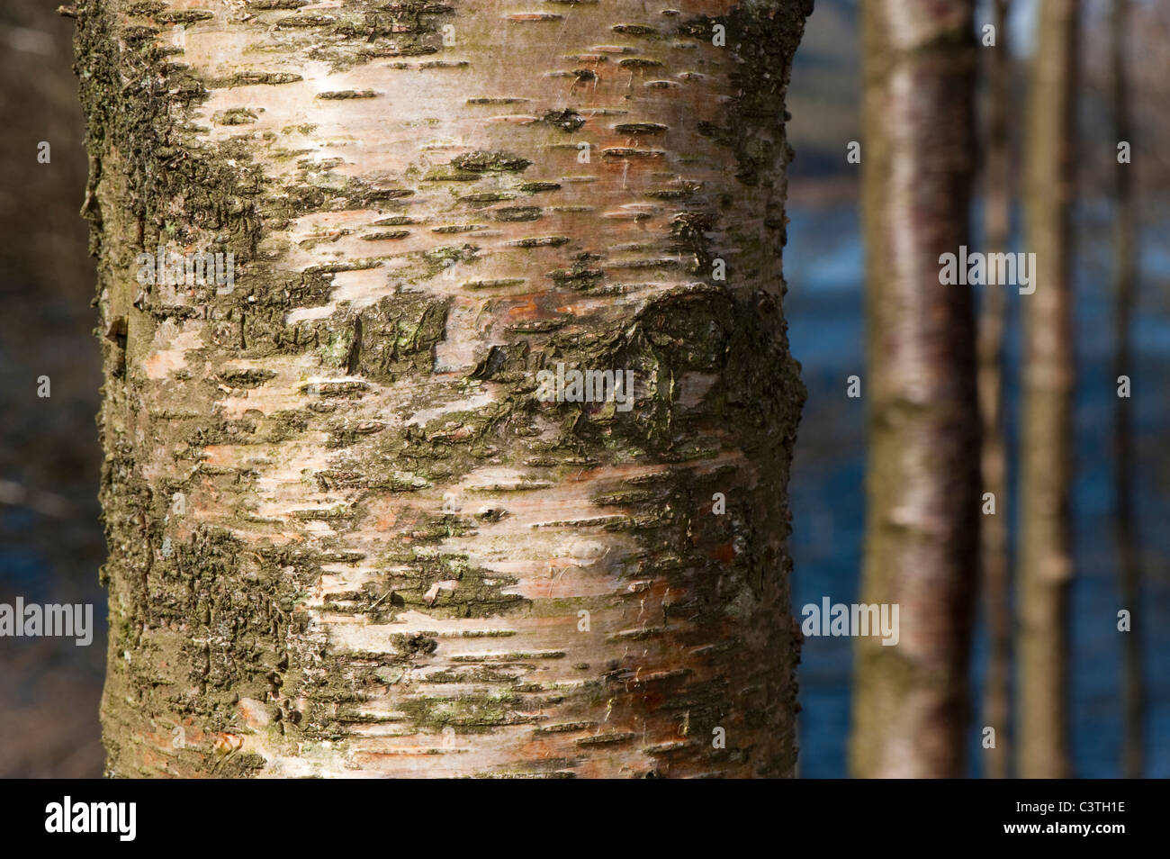 Silver tree bark hi-res stock photography and images - Alamy