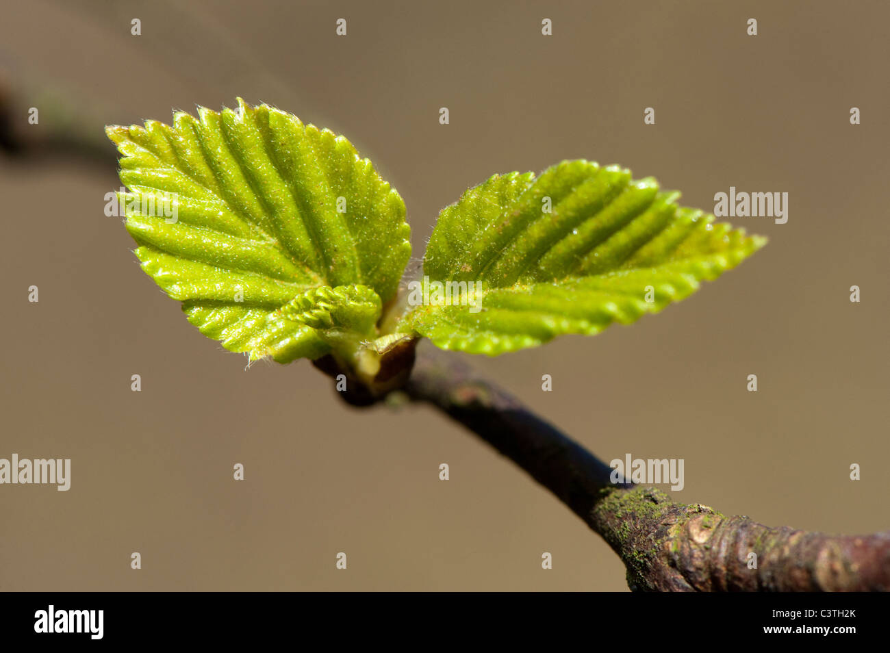 Hazel tree hi-res stock photography and images - Alamy