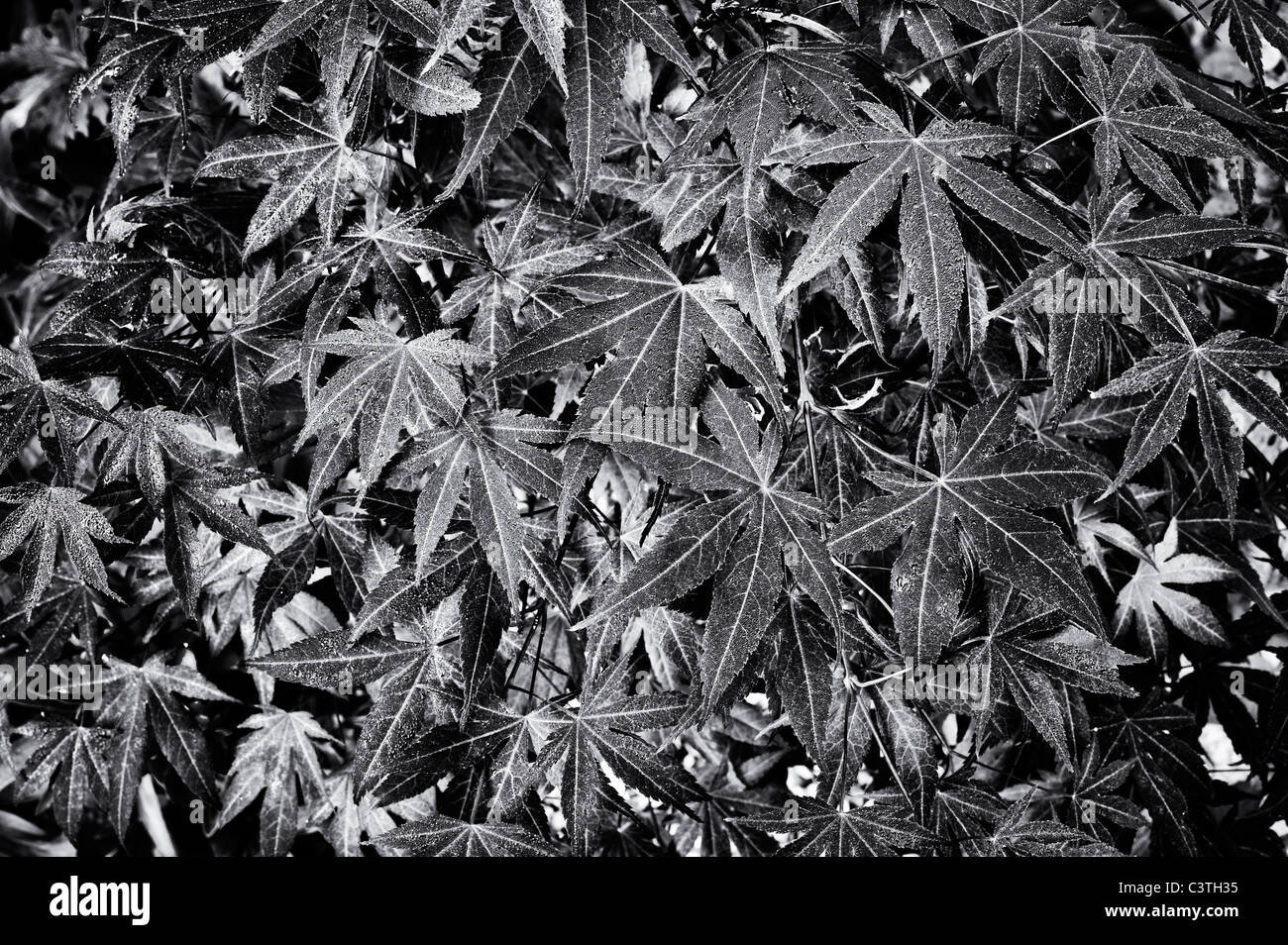 Black and white maple leaves hi-res stock photography and images - Alamy