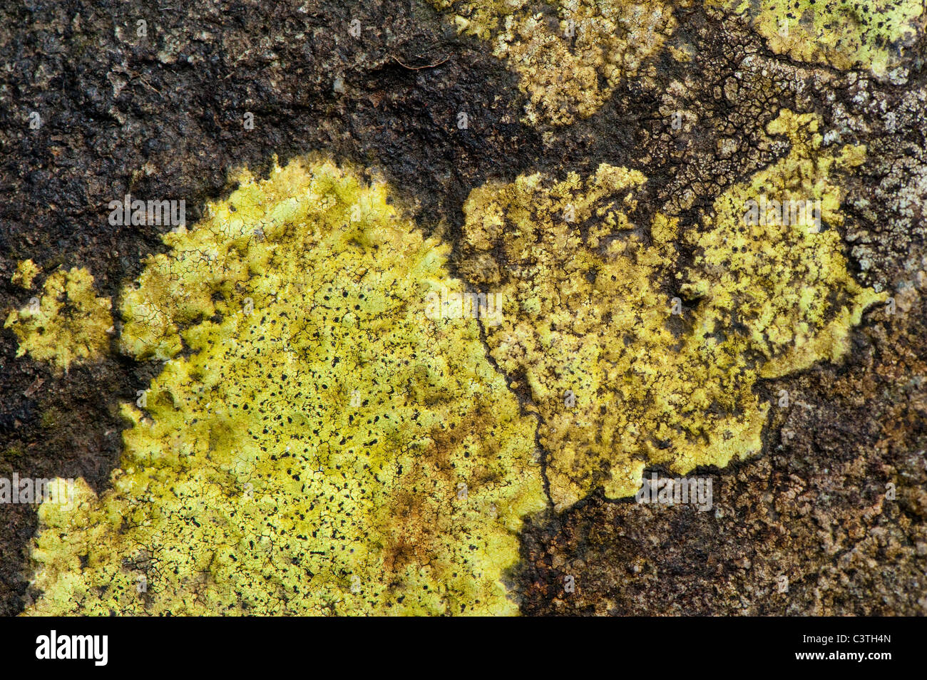 Lichen On Rock Rocks High Resolution Stock Photography and Images - Alamy