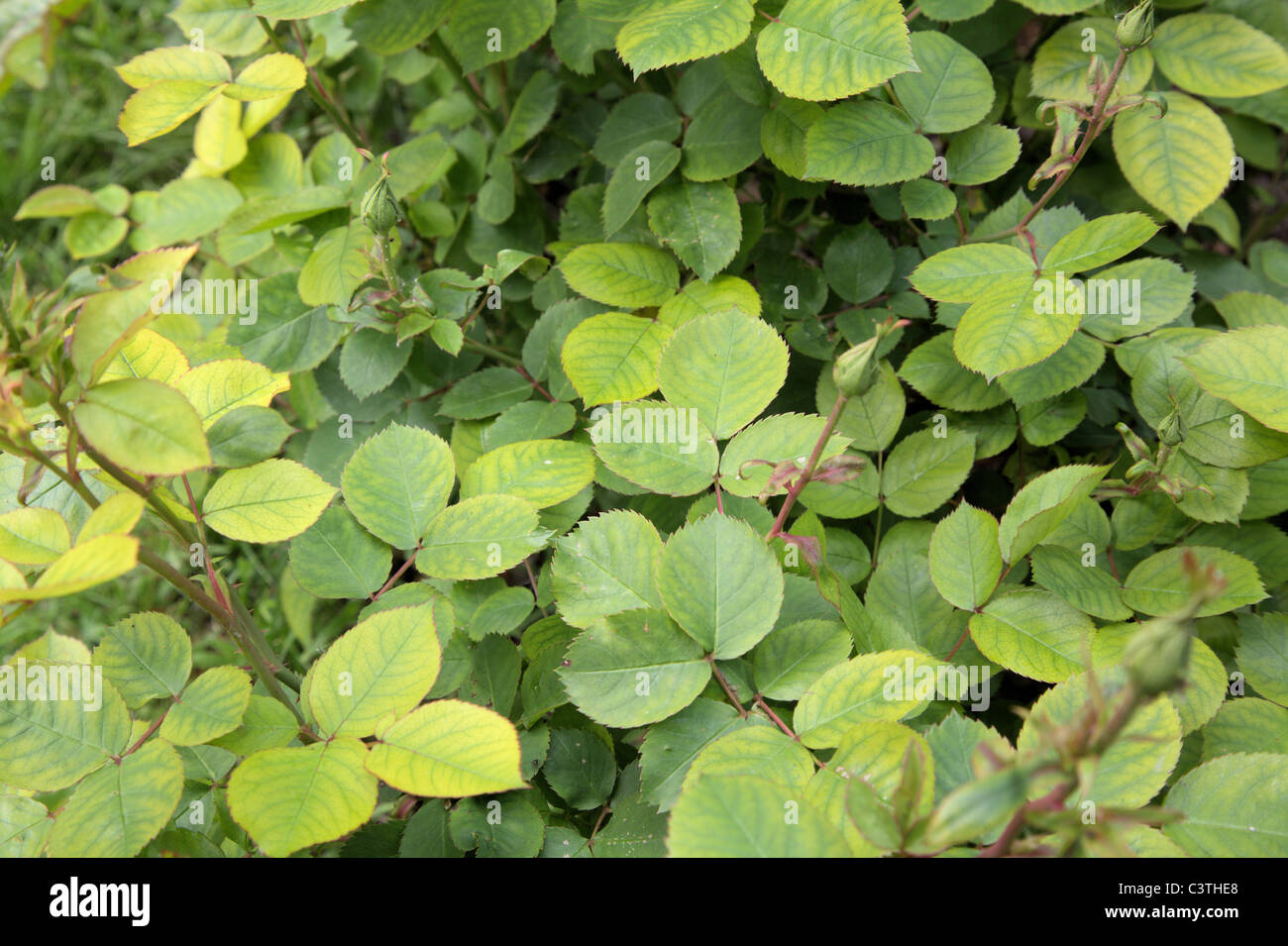 rose nutrient deficiency Stock Photo - Alamy