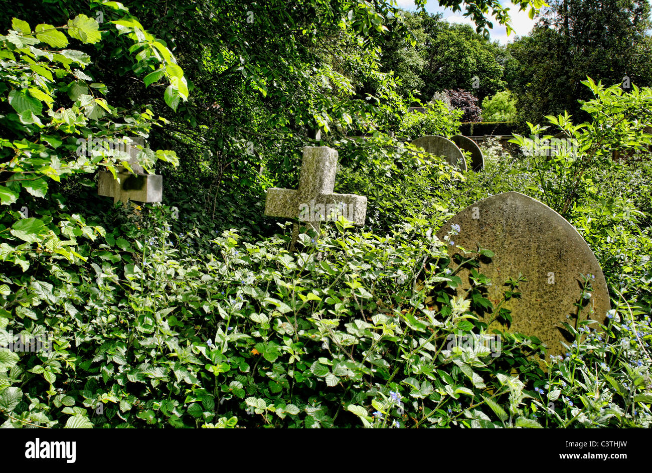 Overgrown cemetery with protruding headstones. Norfolk, England, UK ...