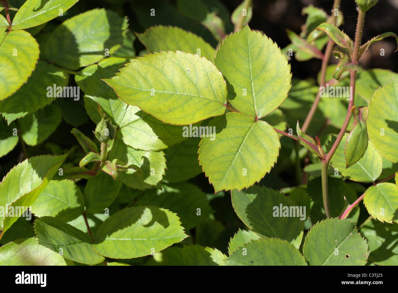 Nutrient deficiency hi-res stock photography and images - Alamy