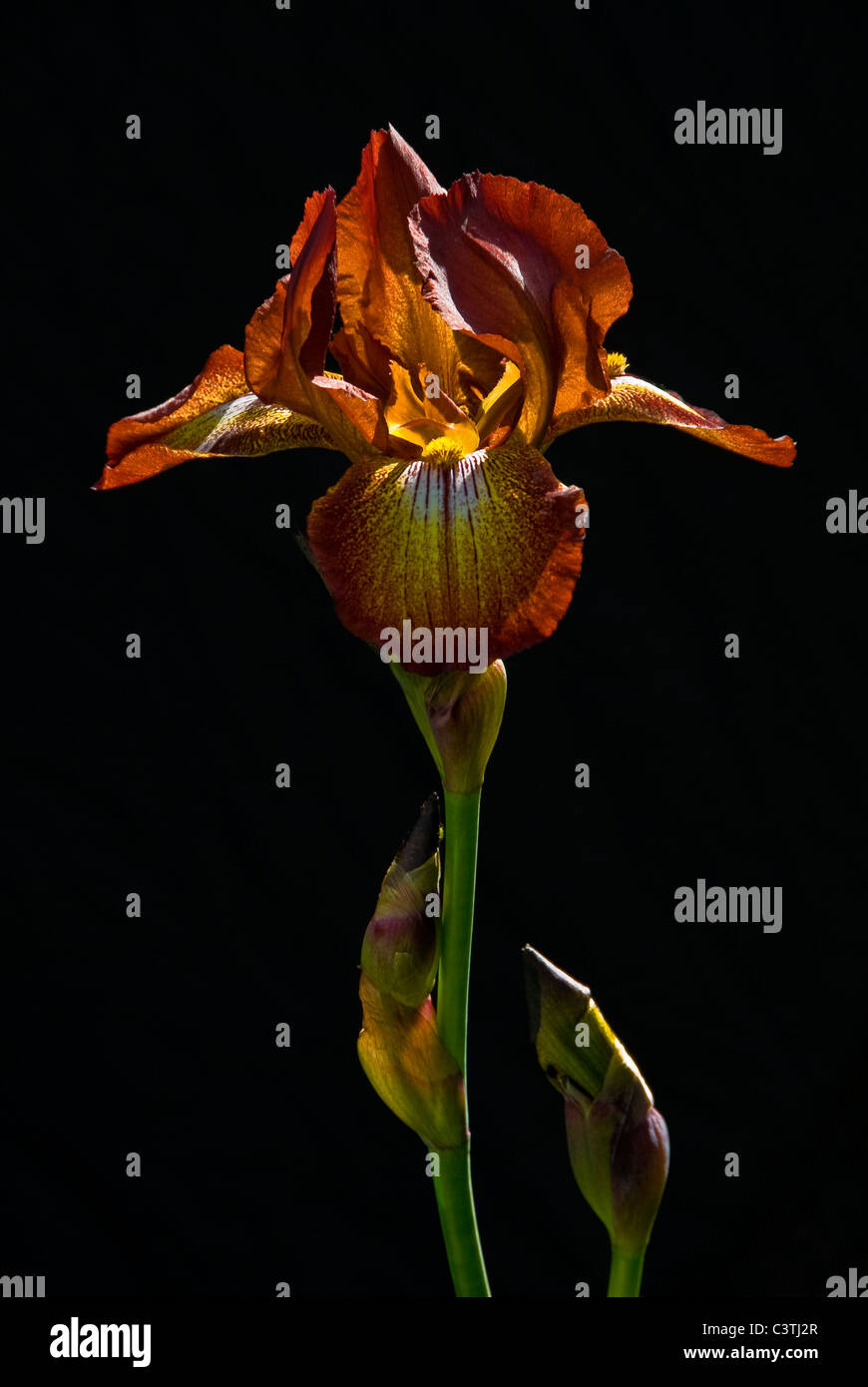 Iris 'Kent Pride' Iridaceae Stock Photo - Alamy
