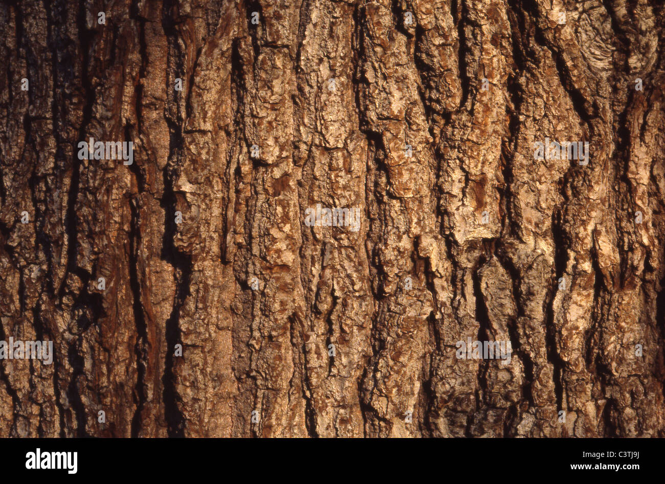 Oak tree trunk and bark Stock Photo - Alamy