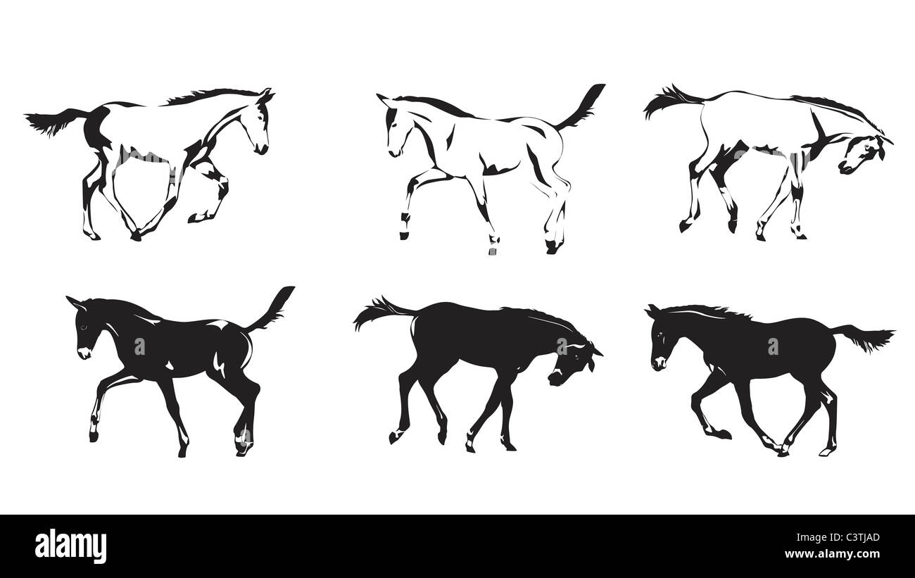 Foal galloping horse hi-res stock photography and images - Alamy