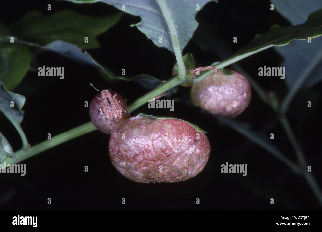 Oak apple hi-res stock photography and images - Alamy
