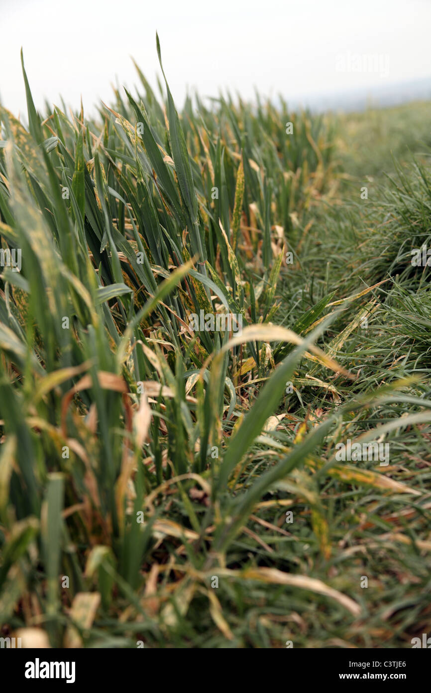Wheat crop damaged as a result of lack of rain Stock Photo - Alamy