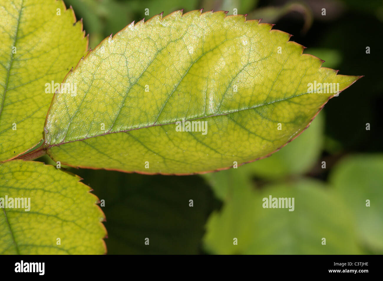 Nutrient Deficiency High Resolution Stock Photography and Images - Alamy
