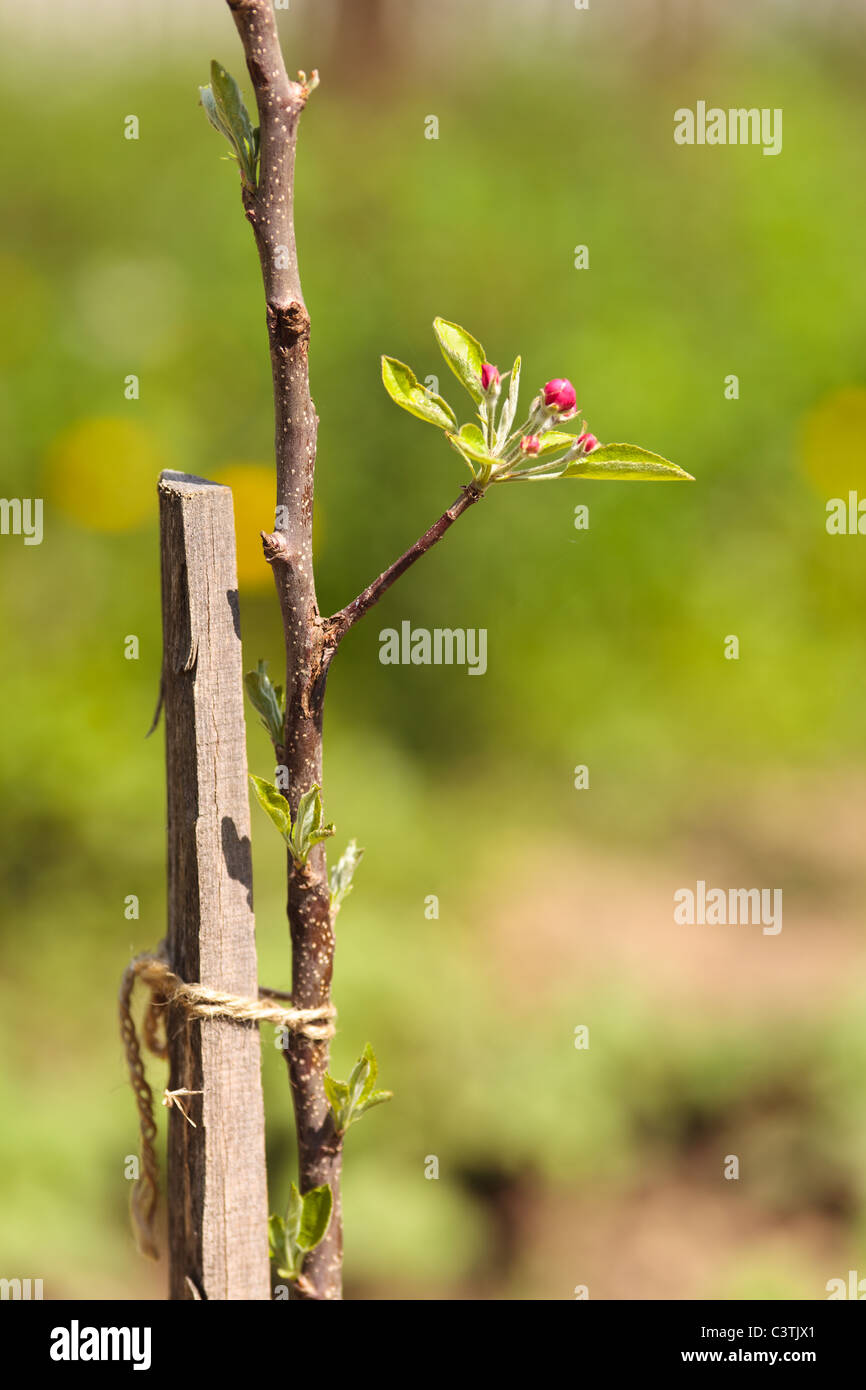 Closeup of a baby apple tree in blossom with red flowers Stock Photo ...
