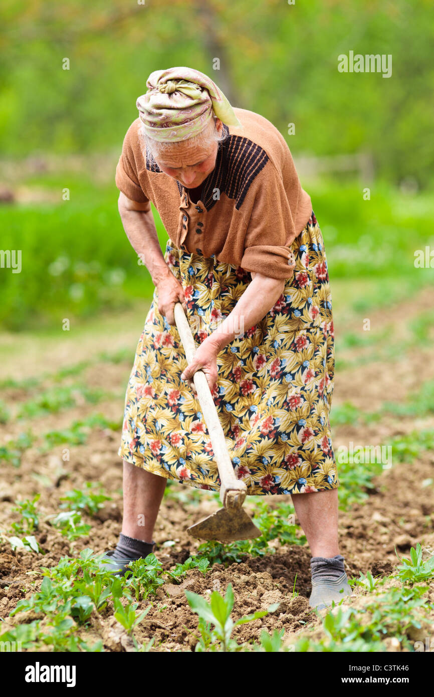 Old rural woman weeding through potato rows in a field, manual labor ...