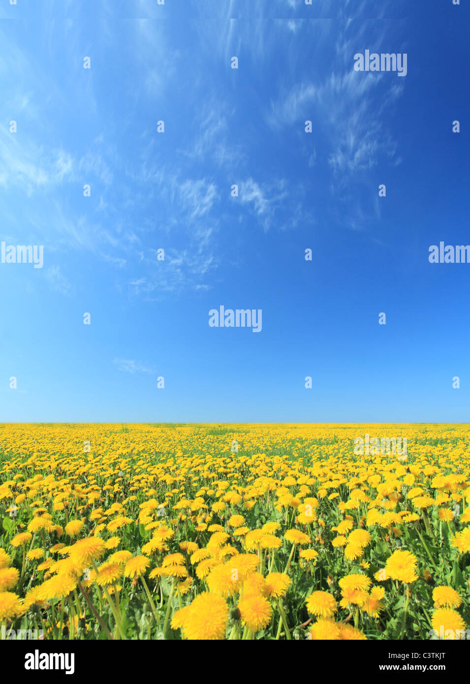 field in a sunny day Stock Photo - Alamy