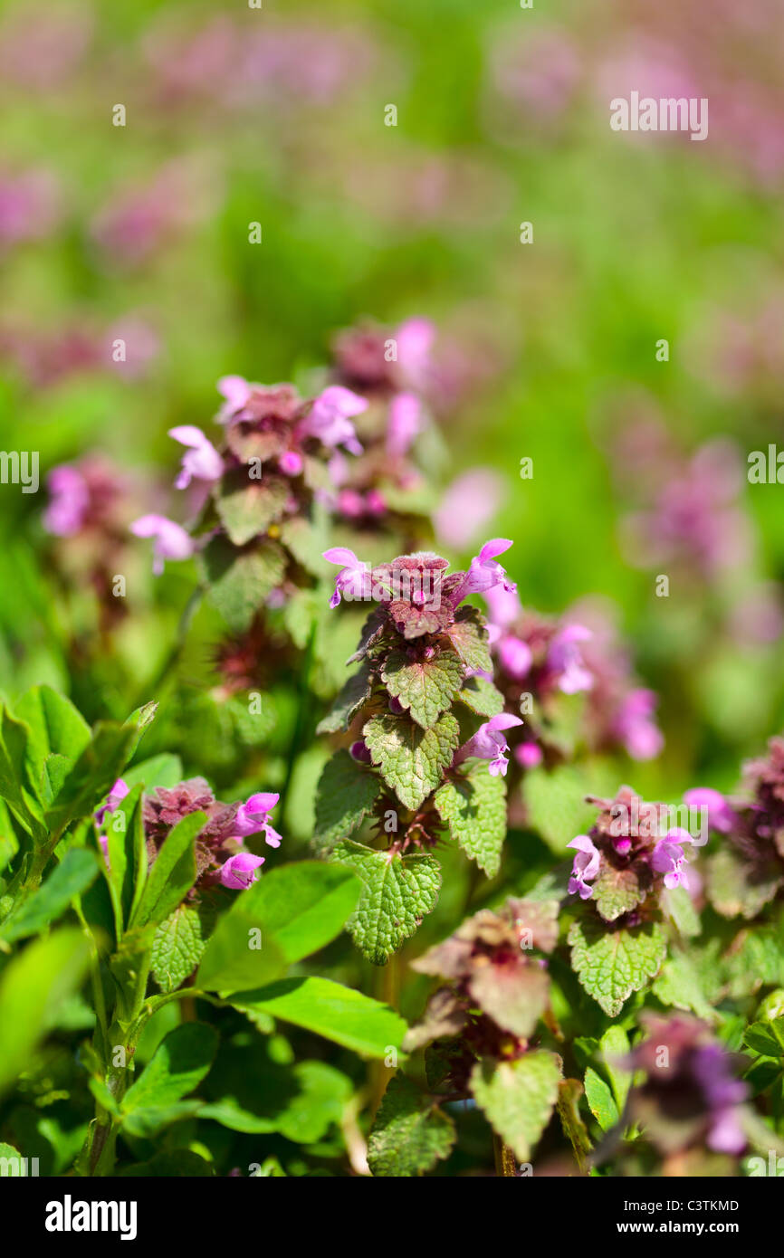 Dead nettle in the forest hi-res stock photography and images - Alamy