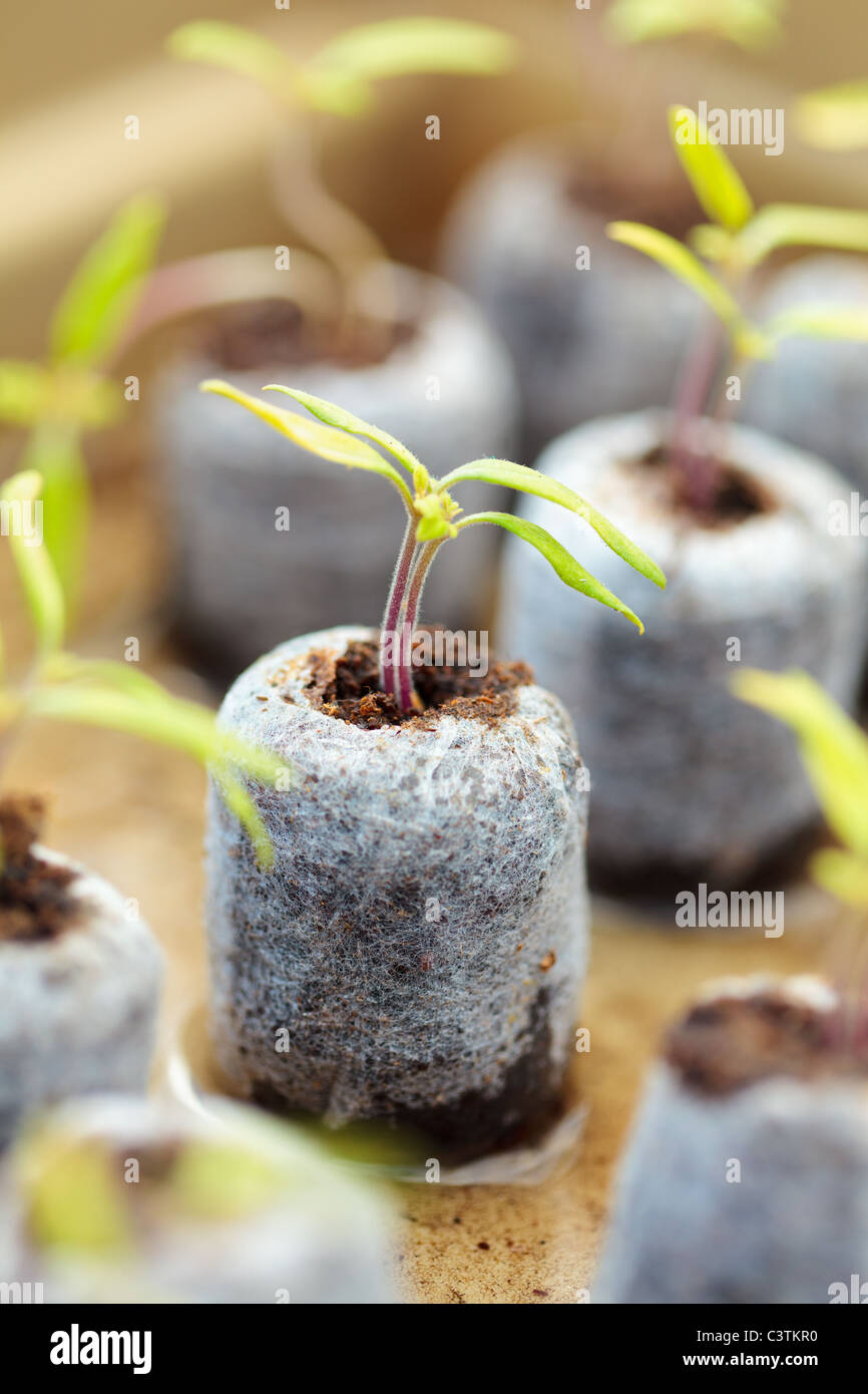 Fertilizer balls hi-res stock photography and images - Alamy