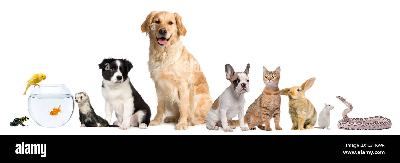Group of pets sitting in front of white background Stock Photo - Alamy