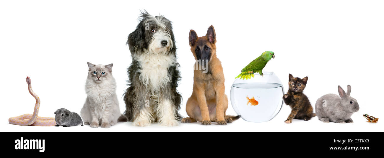 Group of pets sitting in front of white background Stock Photo - Alamy