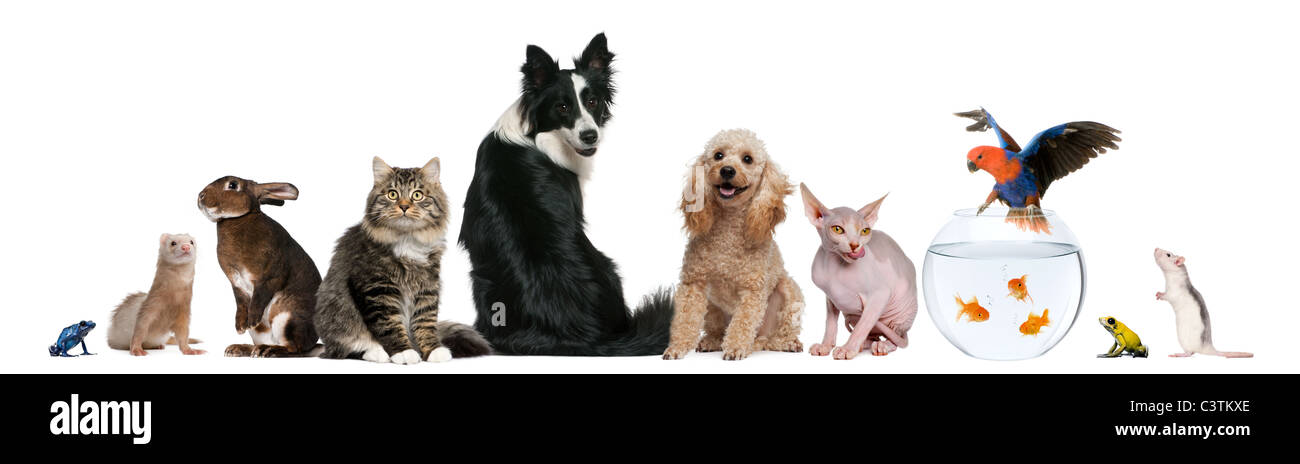 Group of pets sitting in front of white background Stock Photo - Alamy