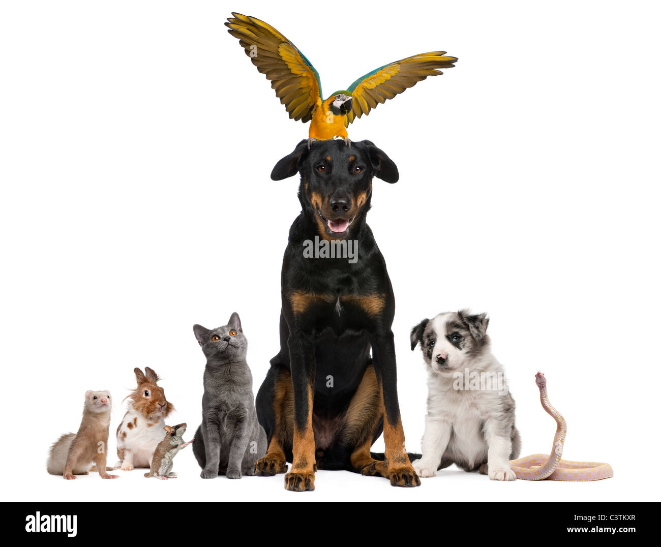 Portrait of group of pets in front of white background Stock Photo - Alamy