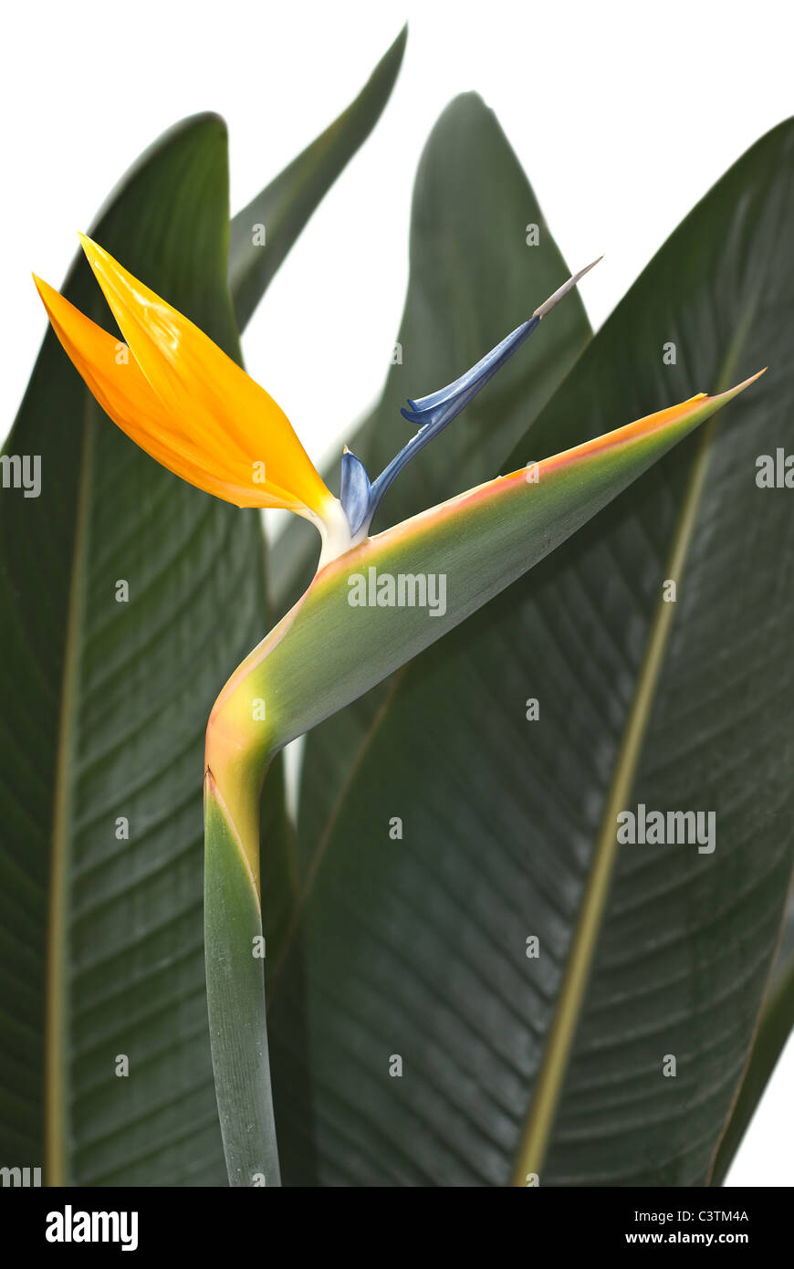 Bird of paradise hi-res stock photography and images - Alamy