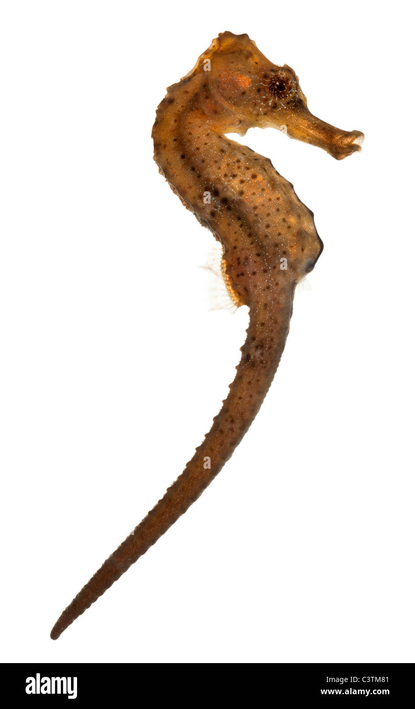 Longsnout seahorse or Slender seahorse, Hippocampus reidi redish, in ...