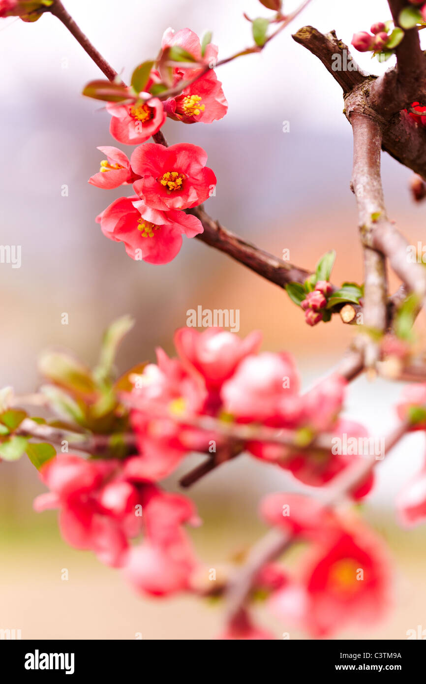 Close up of a japanese flowering quince Stock Photo - Alamy