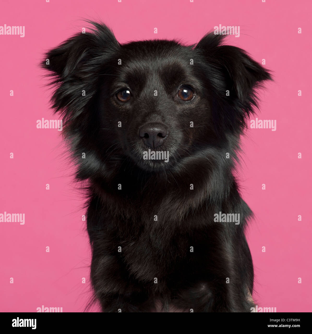 Mixed breed dog isolated Cut Out Stock Images & Pictures - Alamy