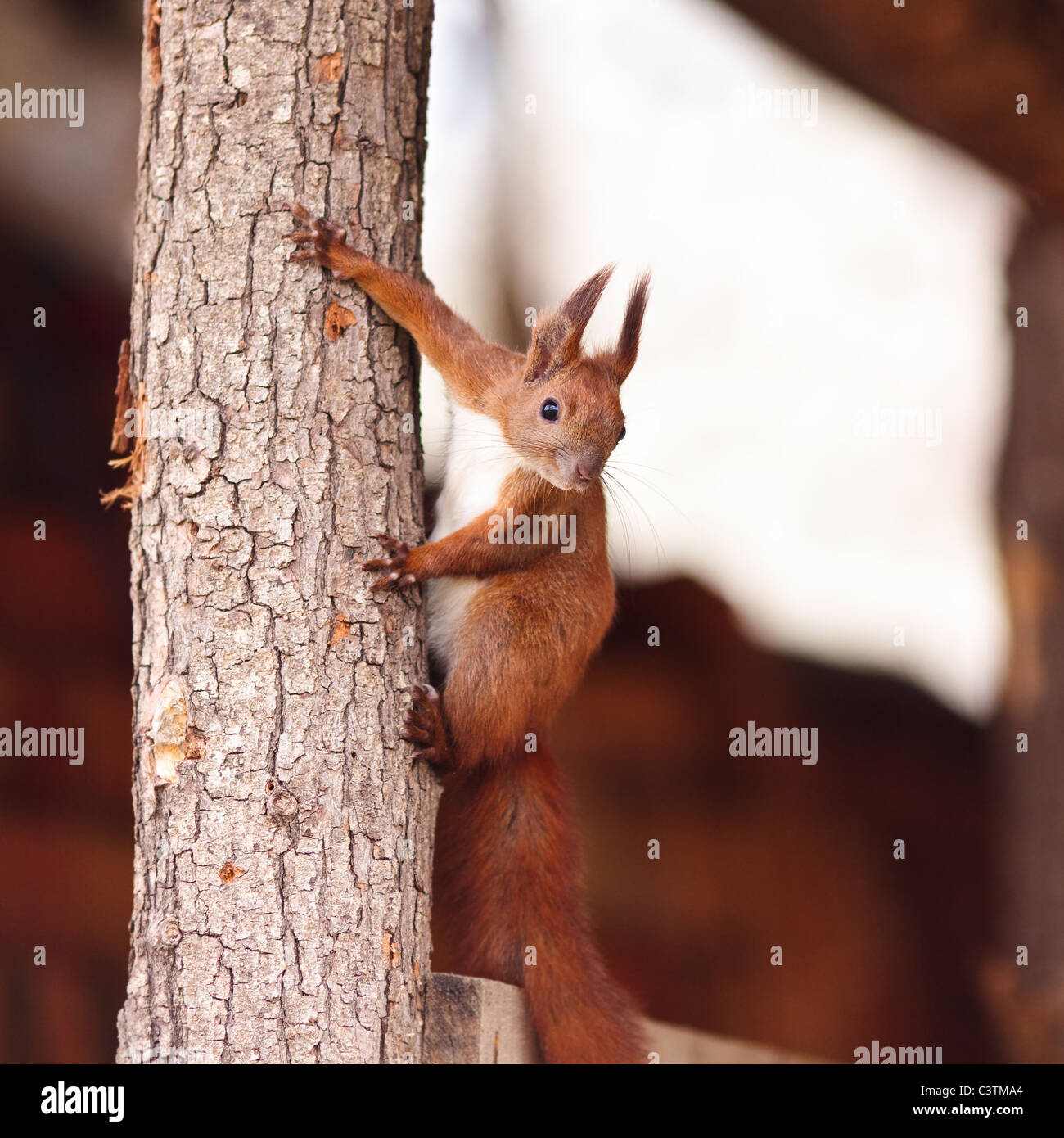 Ginger squirrel on tree hi-res stock photography and images - Alamy