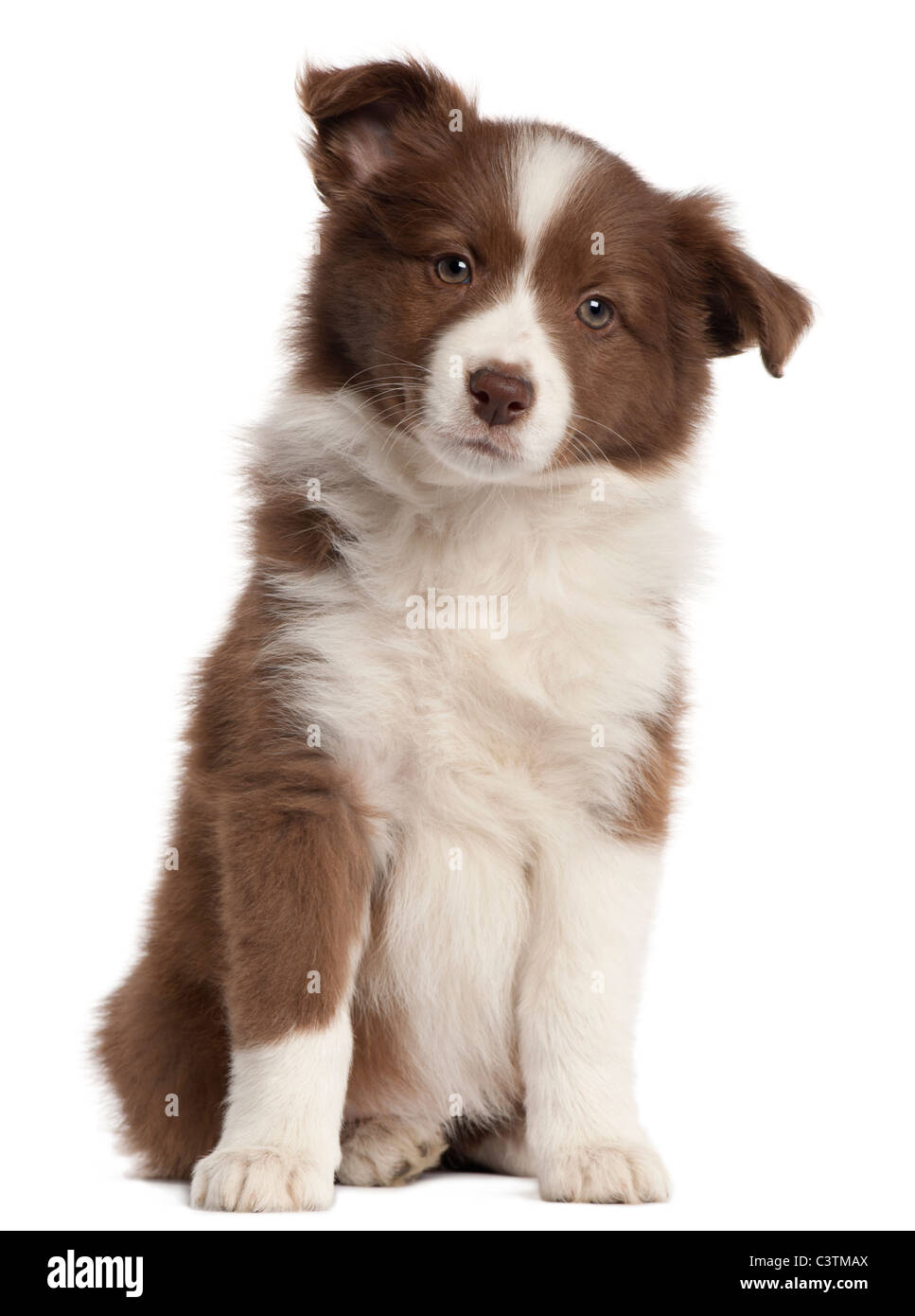 Border Collie puppy, 8 weeks old, sitting in front of white background ...