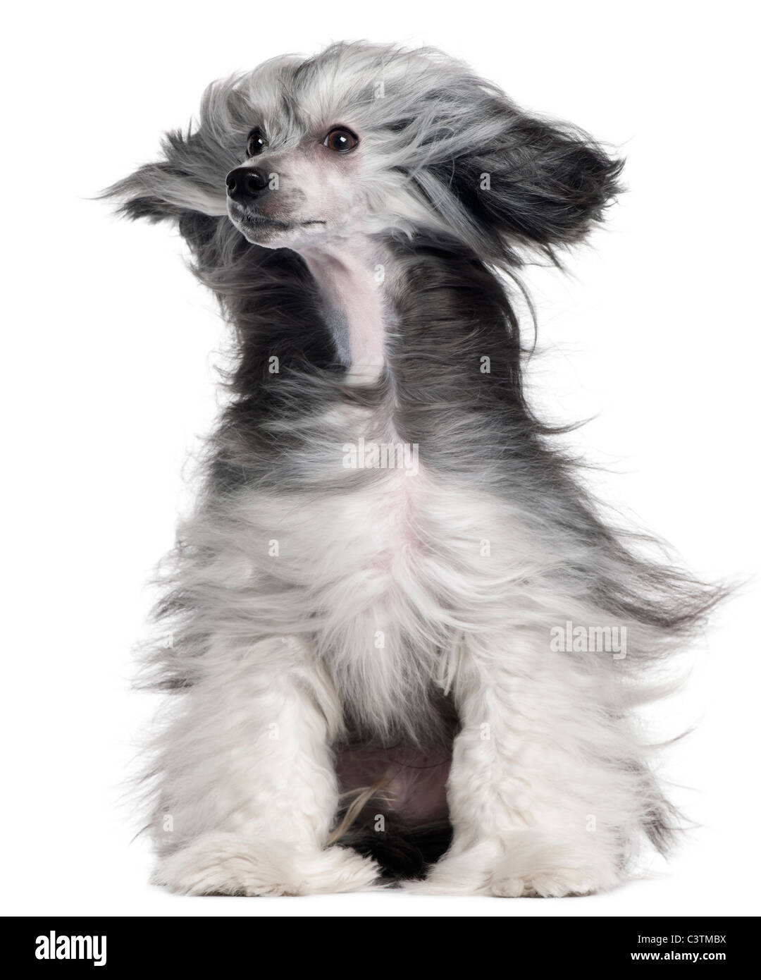 Chinese Crested Dog, 15 months old, with hair in the wind in front of ...
