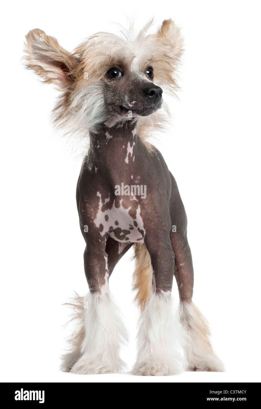 Are Chinese Crested Dogs Heterozygous