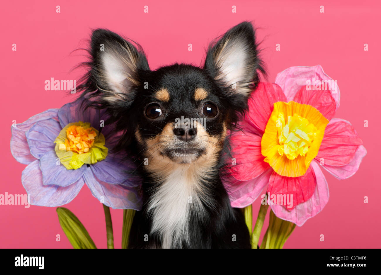 Portrait cute purebred chihuahua flower hi-res stock photography and ...