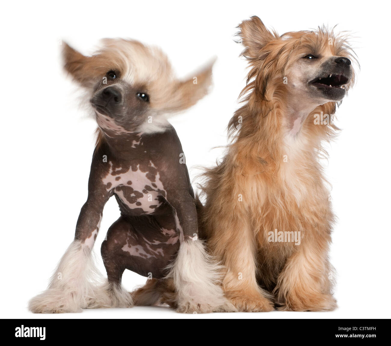 Chinese domestic animals old hi-res stock photography and images - Alamy