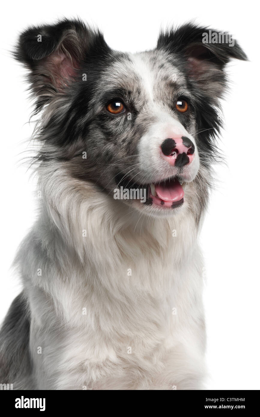 Close-up of Border Collie, 11 months old, in front of white background ...