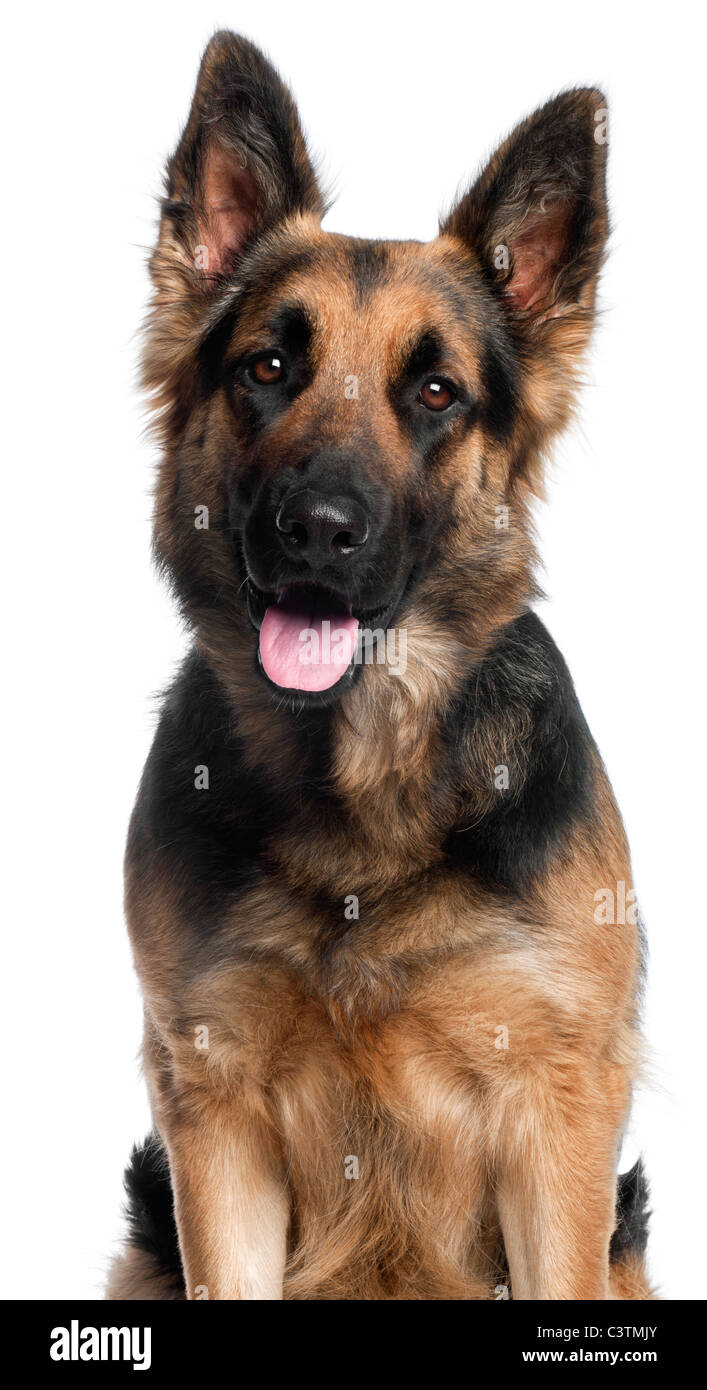 Close up german shepherd years old hi-res stock photography and images ...