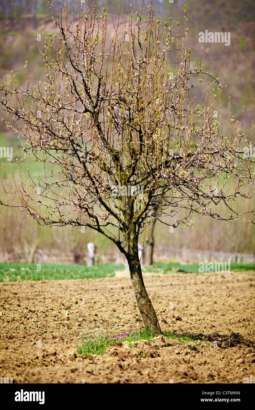 Apple tree in the garden, with forest in background Stock Photo - Alamy