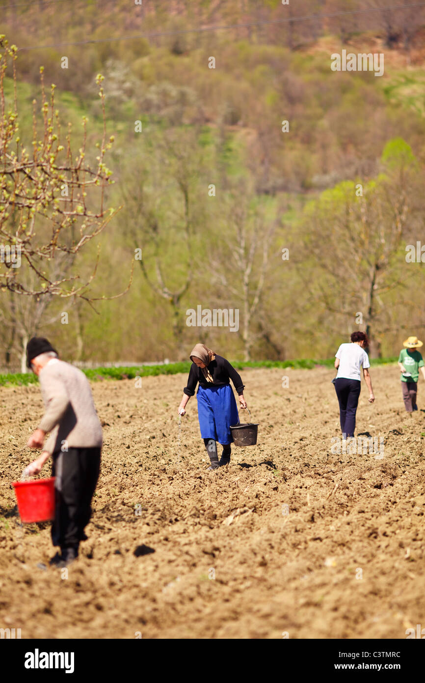 Family of farmers sowing seeds mixed with fertilizer on their land ...