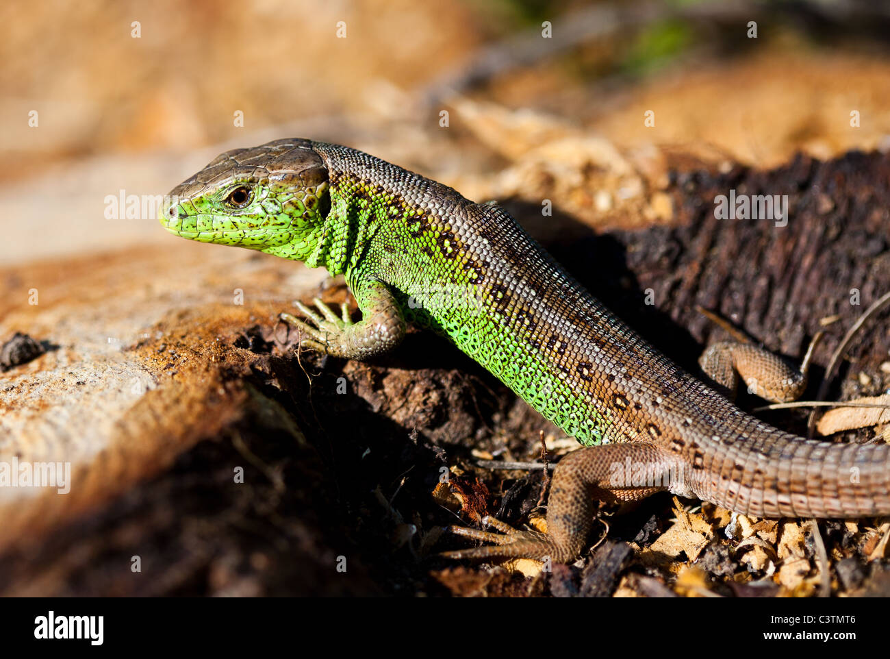 Closeup portrait of a green lizard outdoor Stock Photo - Alamy