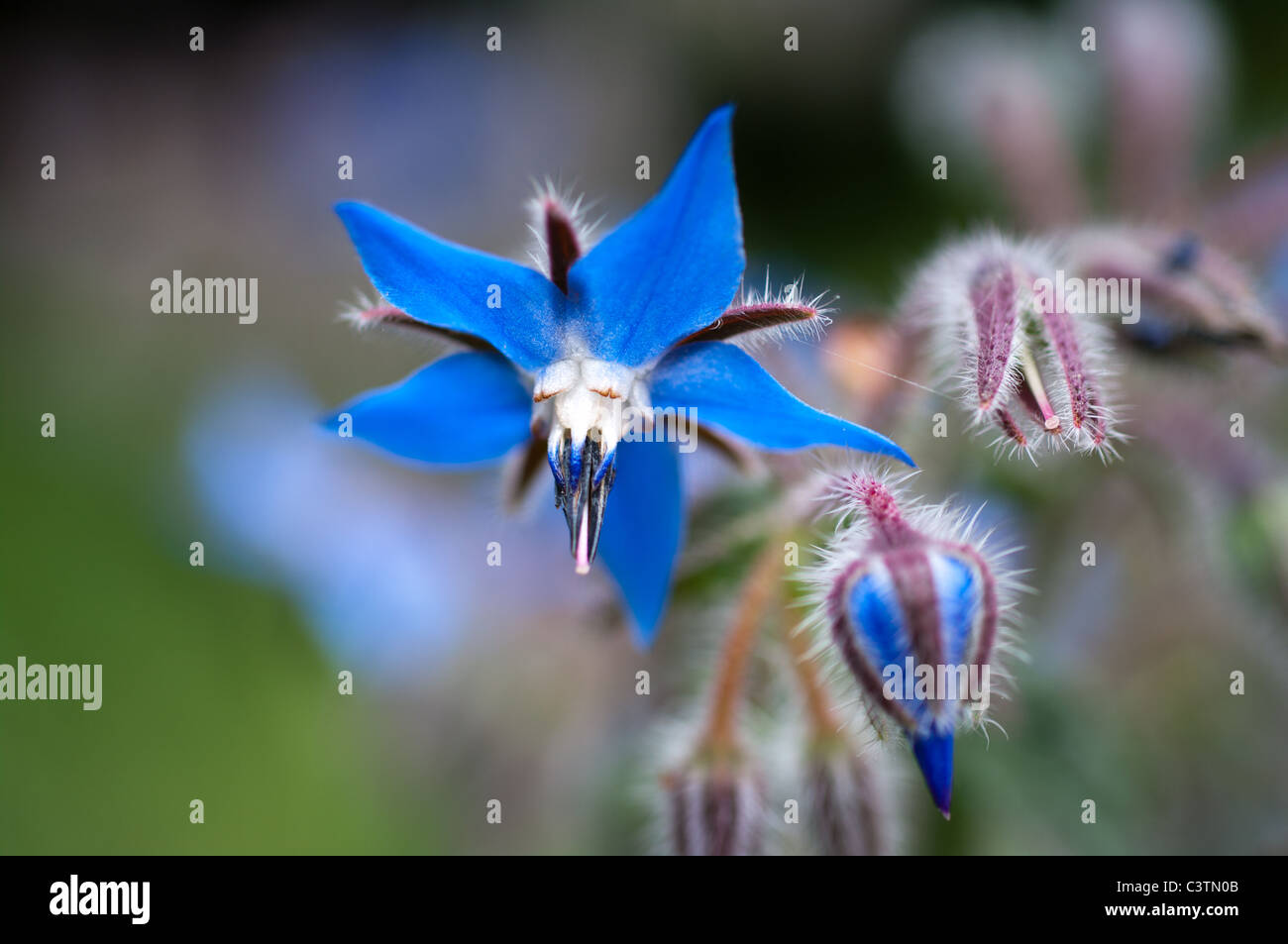 Flower of borage plant Borago Officinalis Stock Photo - Alamy
