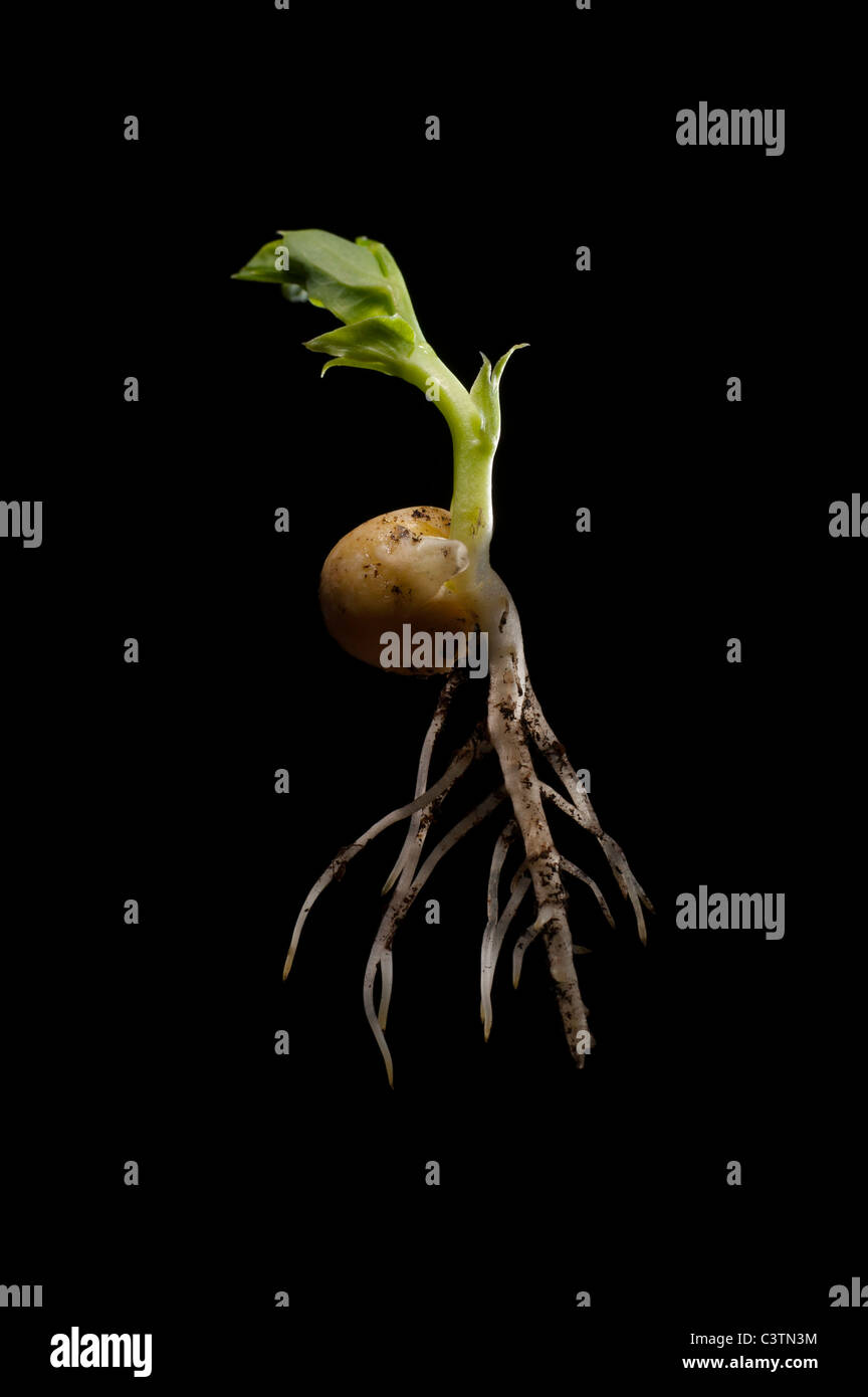 Germination of a plant Stock Photo - Alamy