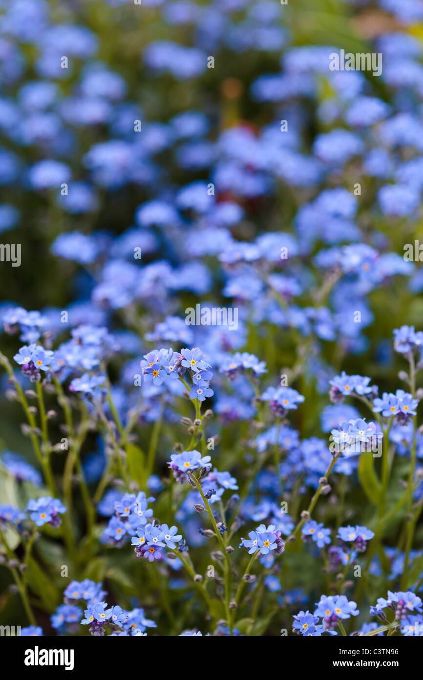 Closeup of blue forget-me-not flowers in a garden Stock Photo - Alamy