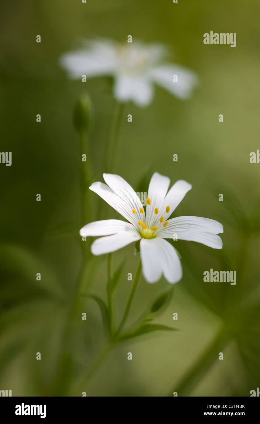 Lesser Stitchwort Stock Photos & Lesser Stitchwort Stock Images - Alamy